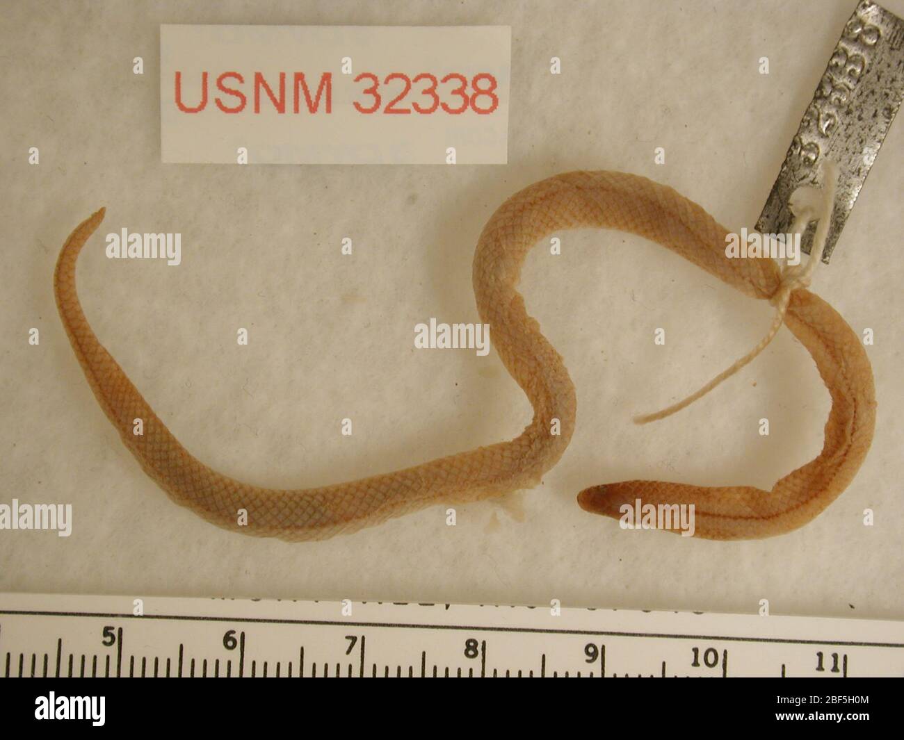 Vermiformis hi-res stock photography and images - Alamy