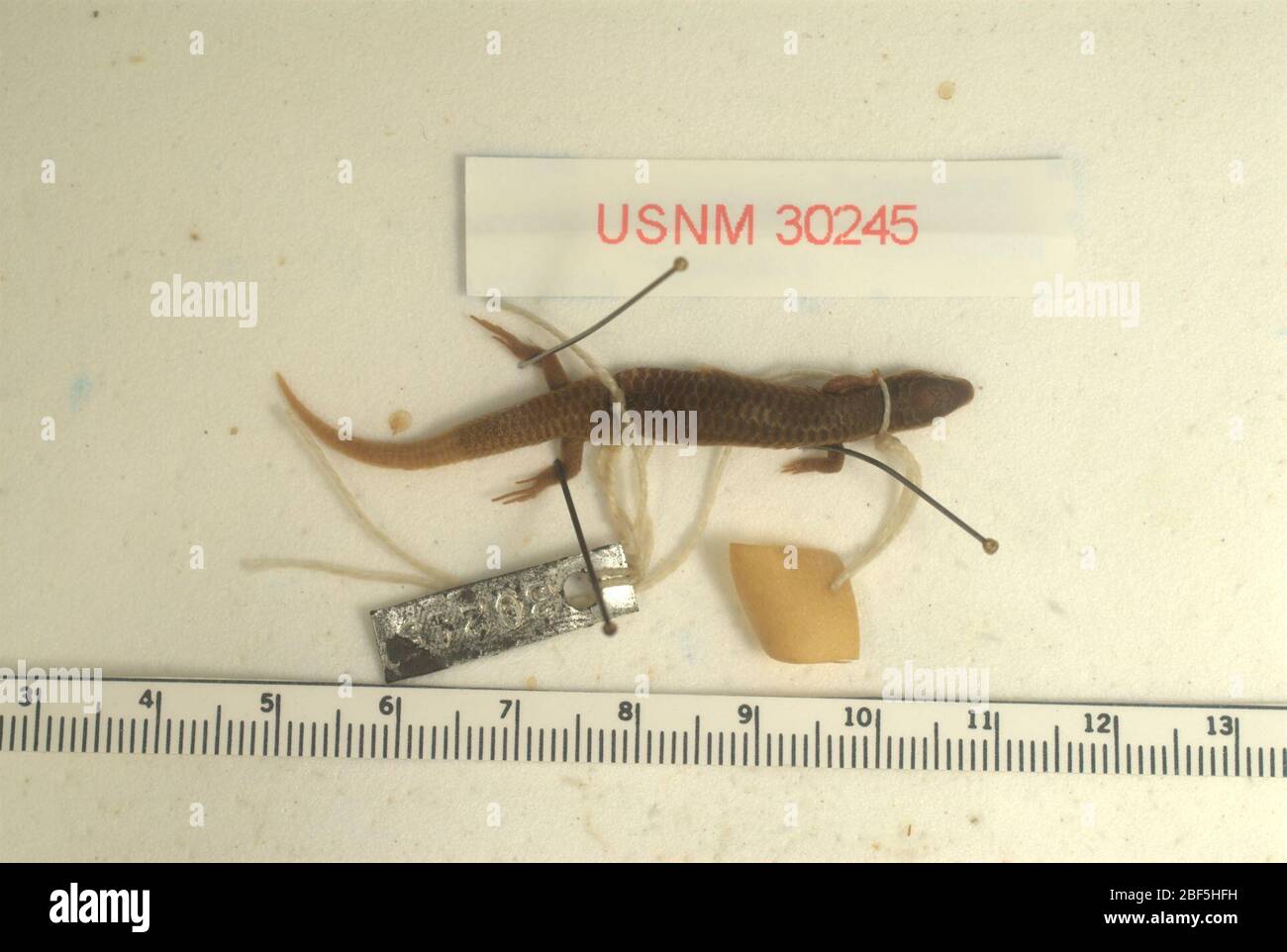 Gymnophthalmus speciosus sumichrasti. 6 Aug 20141 Stock Photo - Alamy