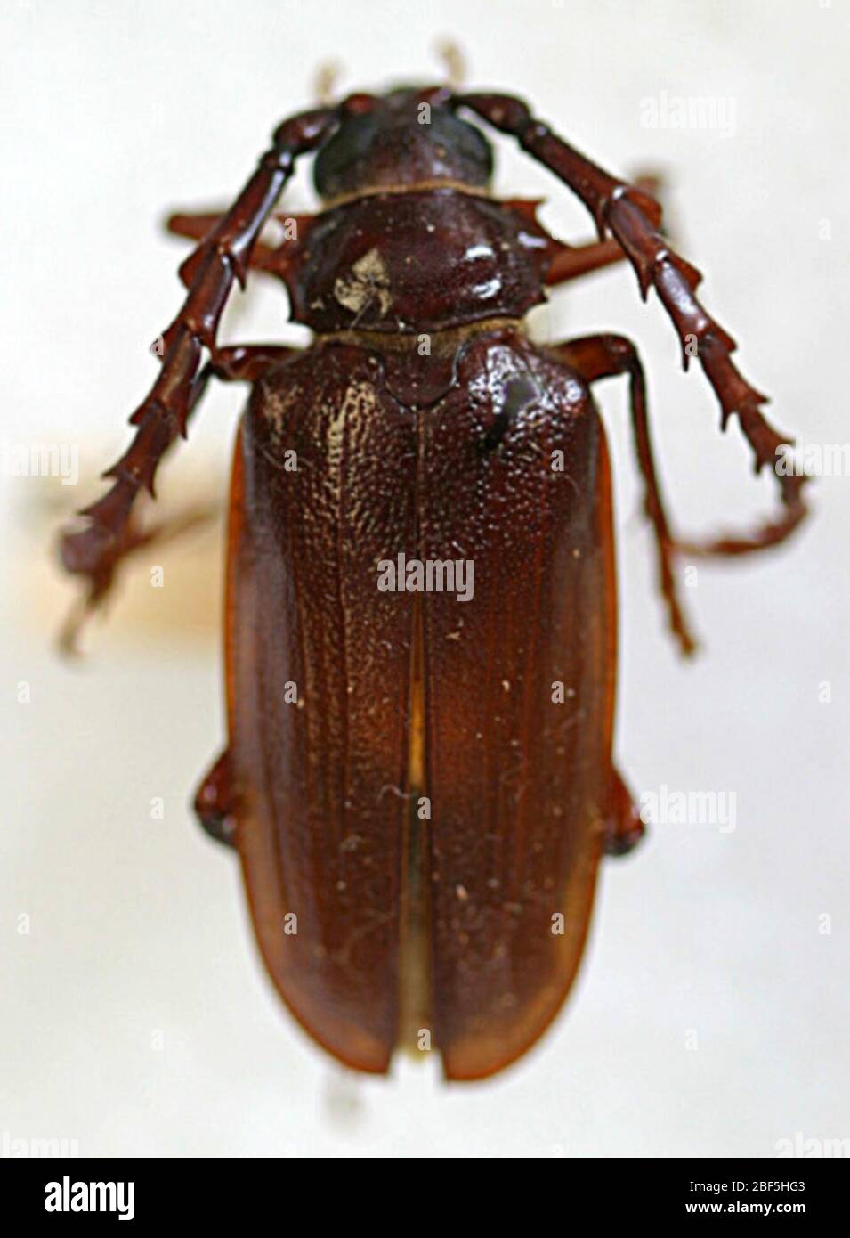 Stultus hi-res stock photography and images - Alamy