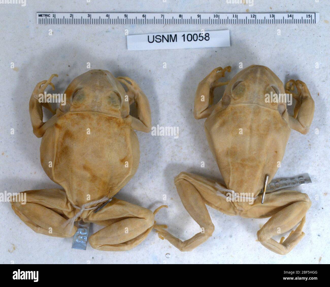 Craugastor augusti latrans. 6 Aug 20141 Stock Photo - Alamy