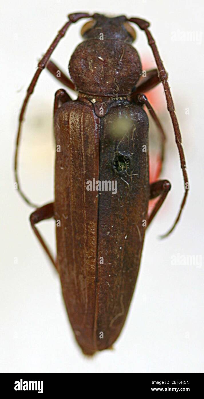 Criocephalus hi-res stock photography and images - Alamy