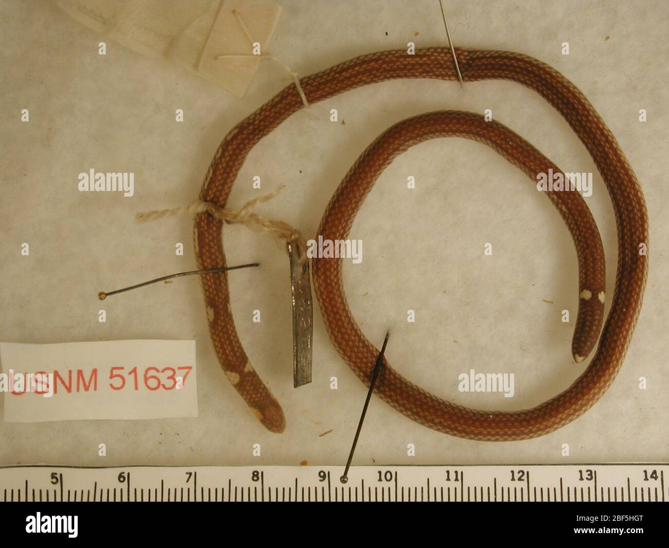 Calamaria hi-res stock photography and images - Alamy