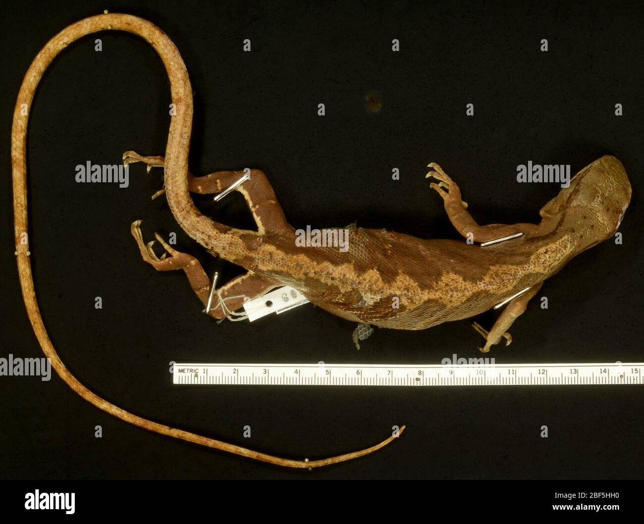 Polychrus hi-res stock photography and images - Alamy