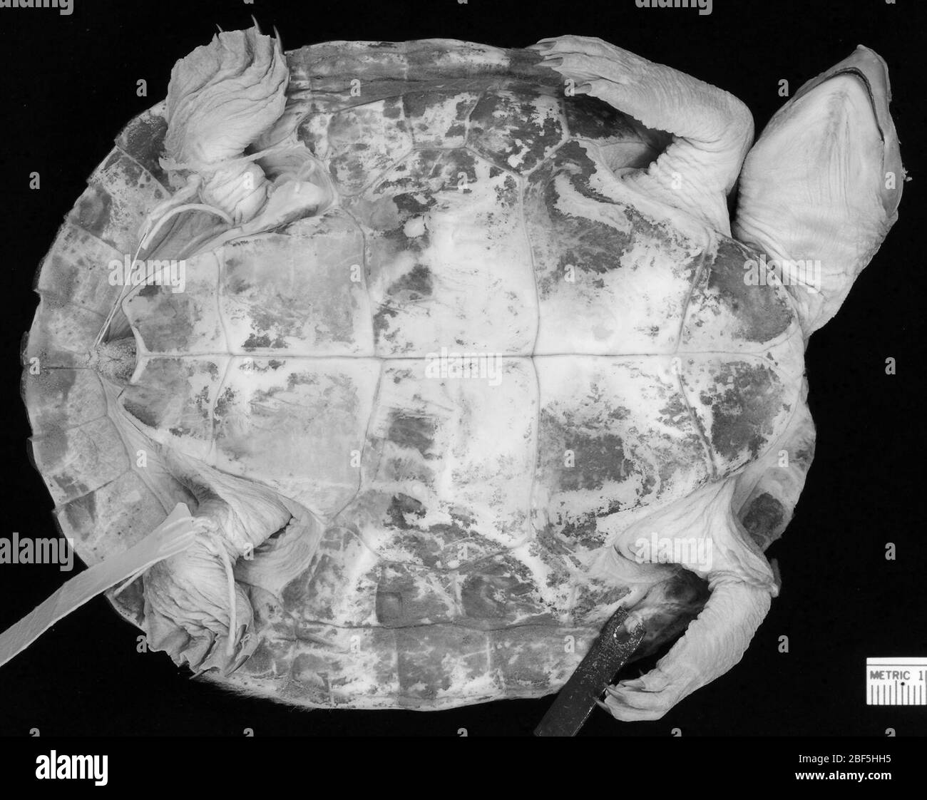 Dermatemys mawii. 1 Oct 20181 Stock Photo - Alamy