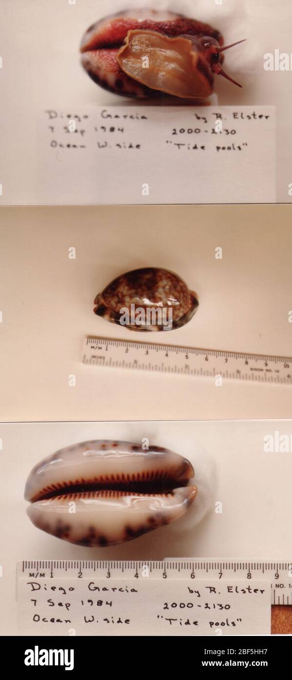 Cypraea histrio. 16 Jan 20132 Stock Photo - Alamy