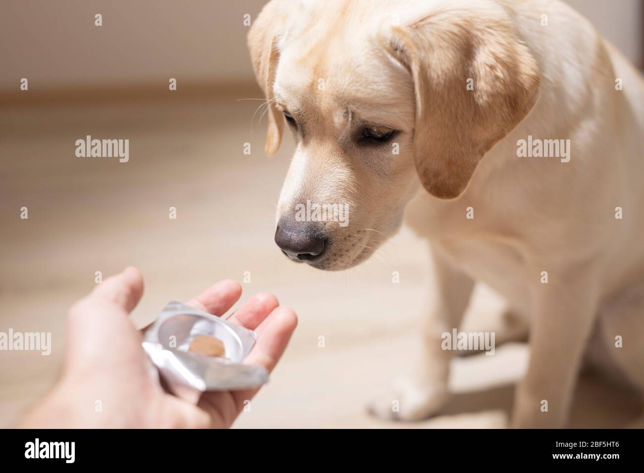 man offering tablet to dog. Pet health care, veterinary drugs and ...