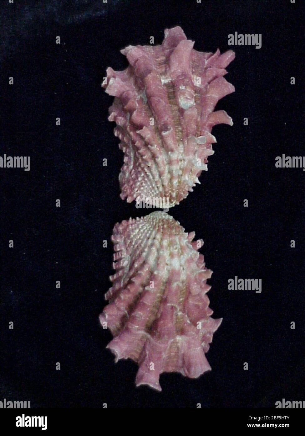 Cardita hi-res stock photography and images - Alamy