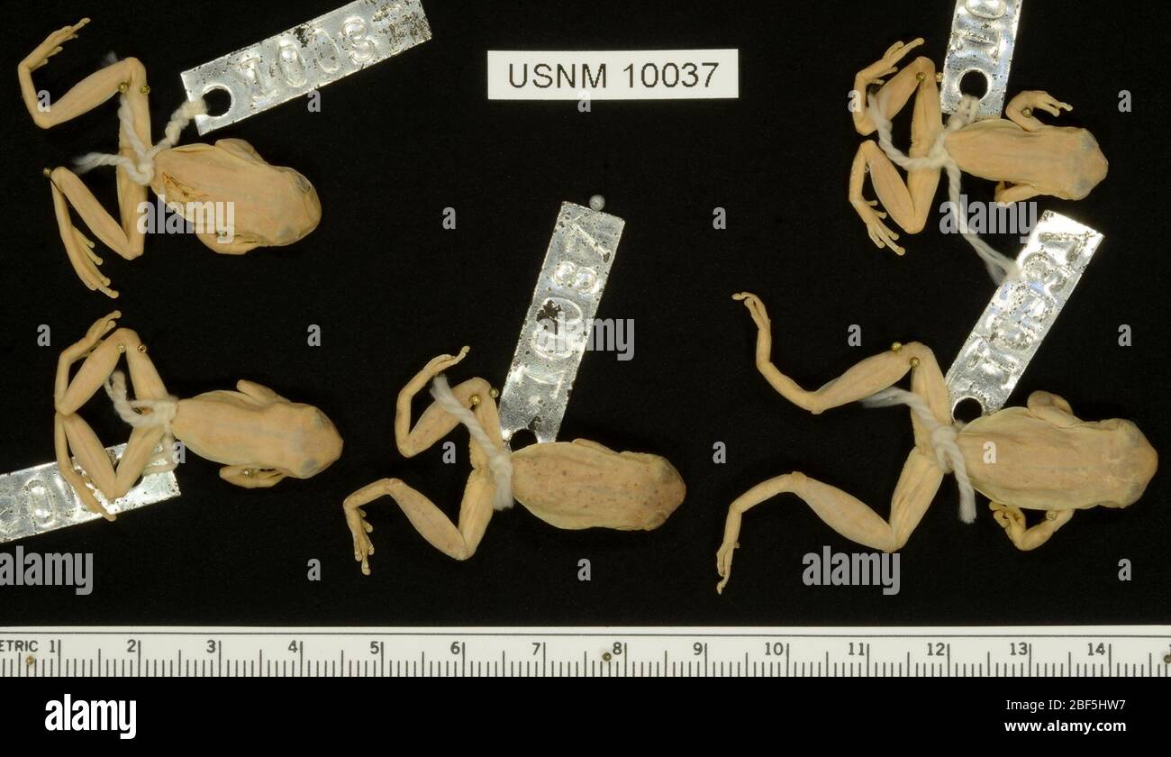 Sumichrasti hi-res stock photography and images - Alamy