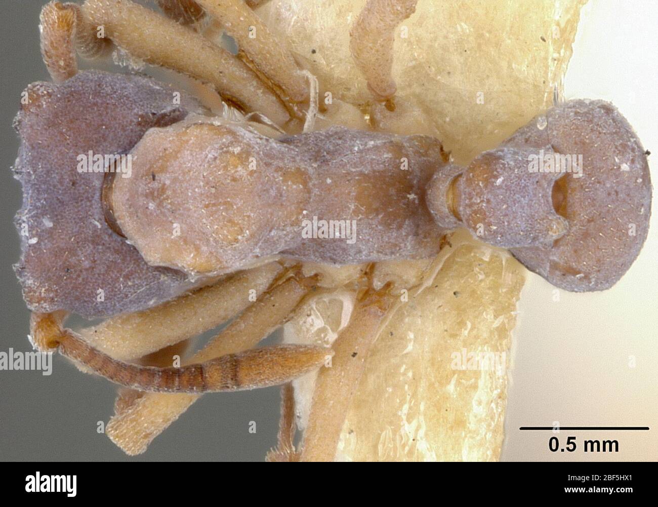 Cyphomyrmex hi-res stock photography and images - Alamy