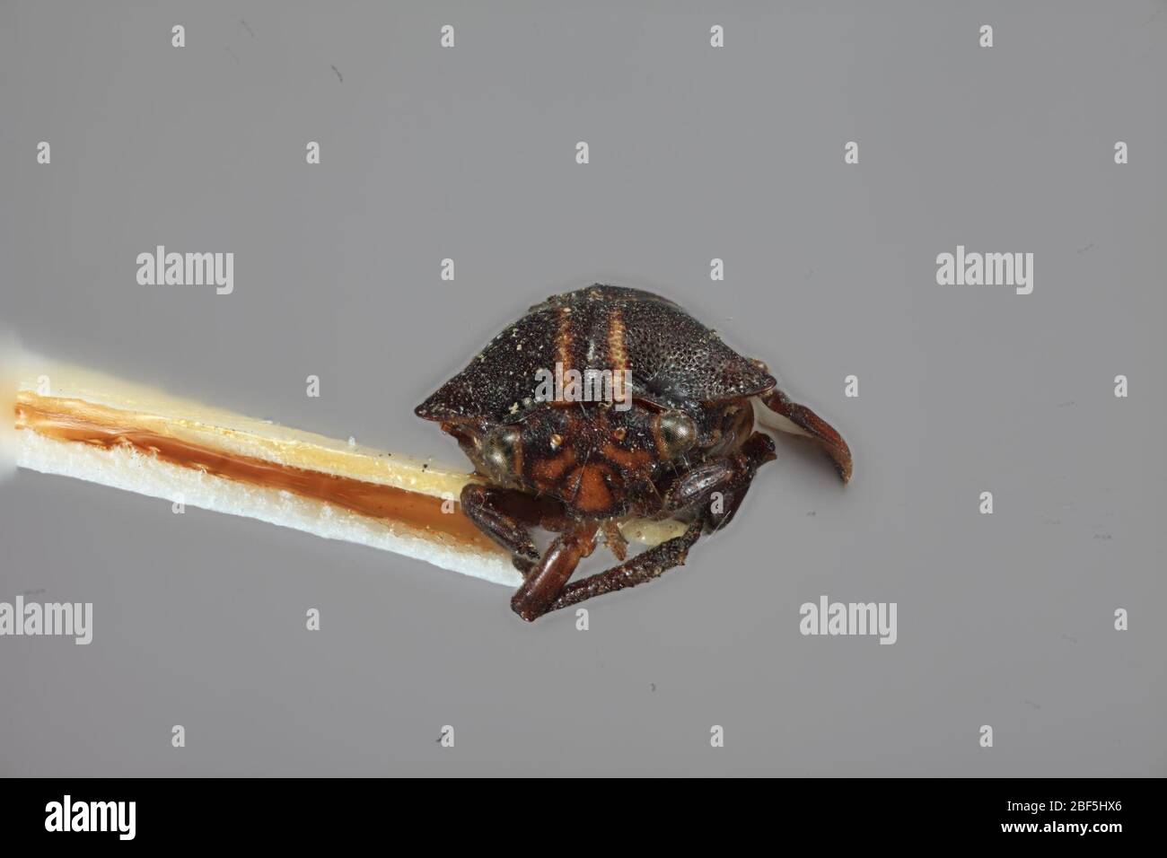 Sodalis hi-res stock photography and images - Alamy