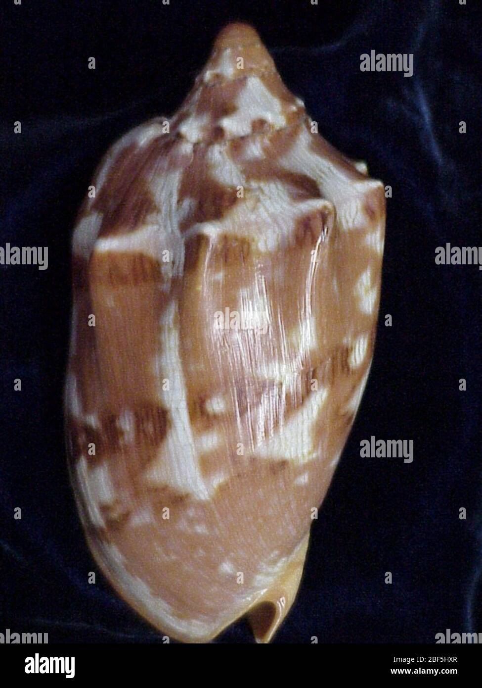 Cymbiola hi-res stock photography and images - Alamy