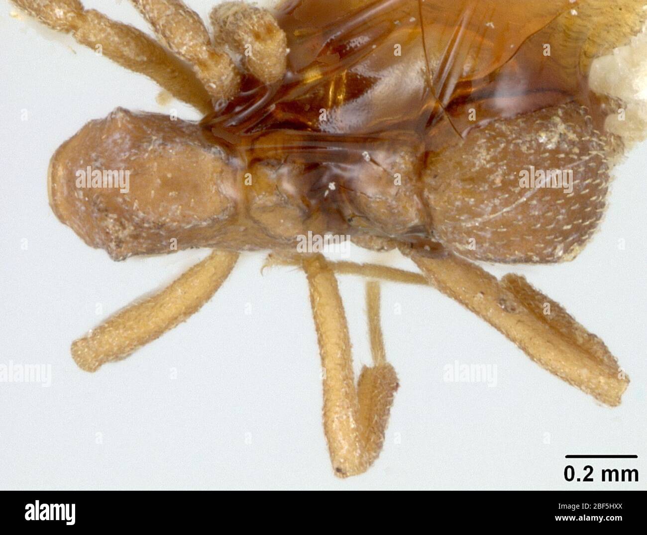 Cyphomyrmex hi-res stock photography and images - Alamy