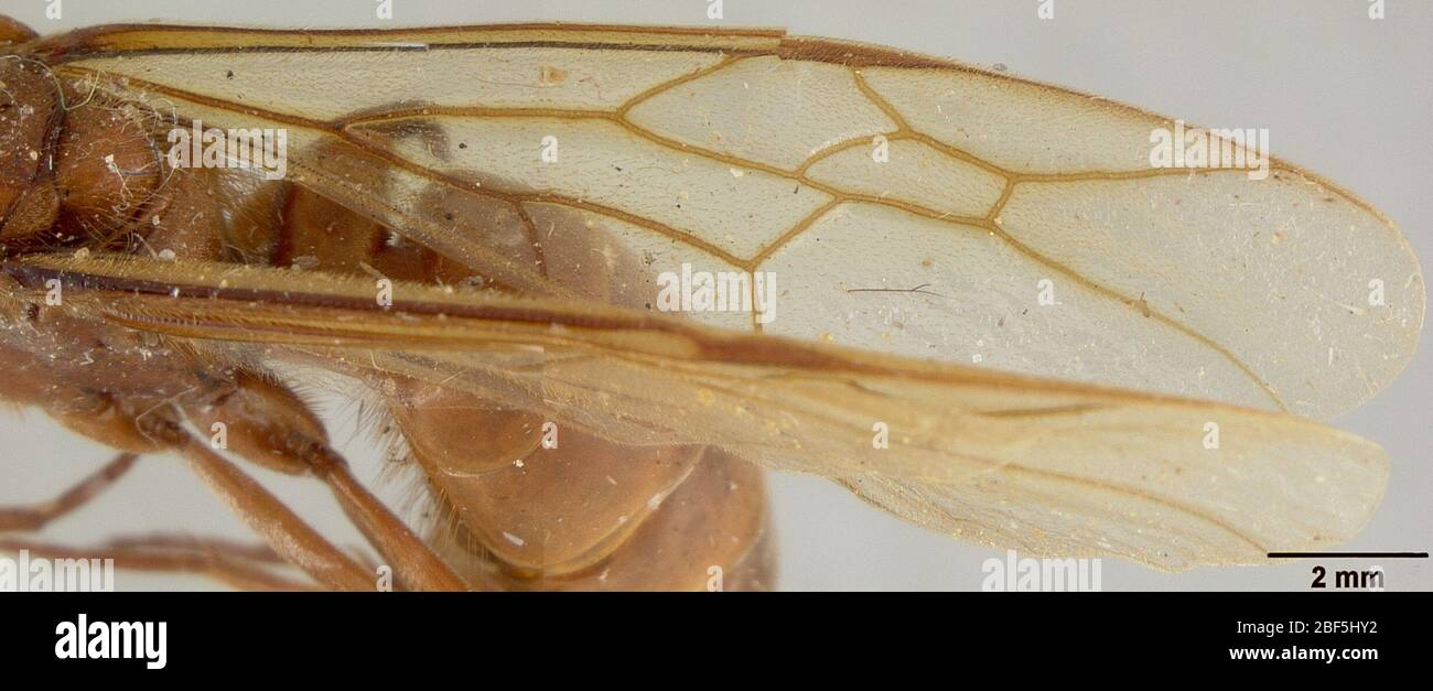 Labidus hi-res stock photography and images - Alamy