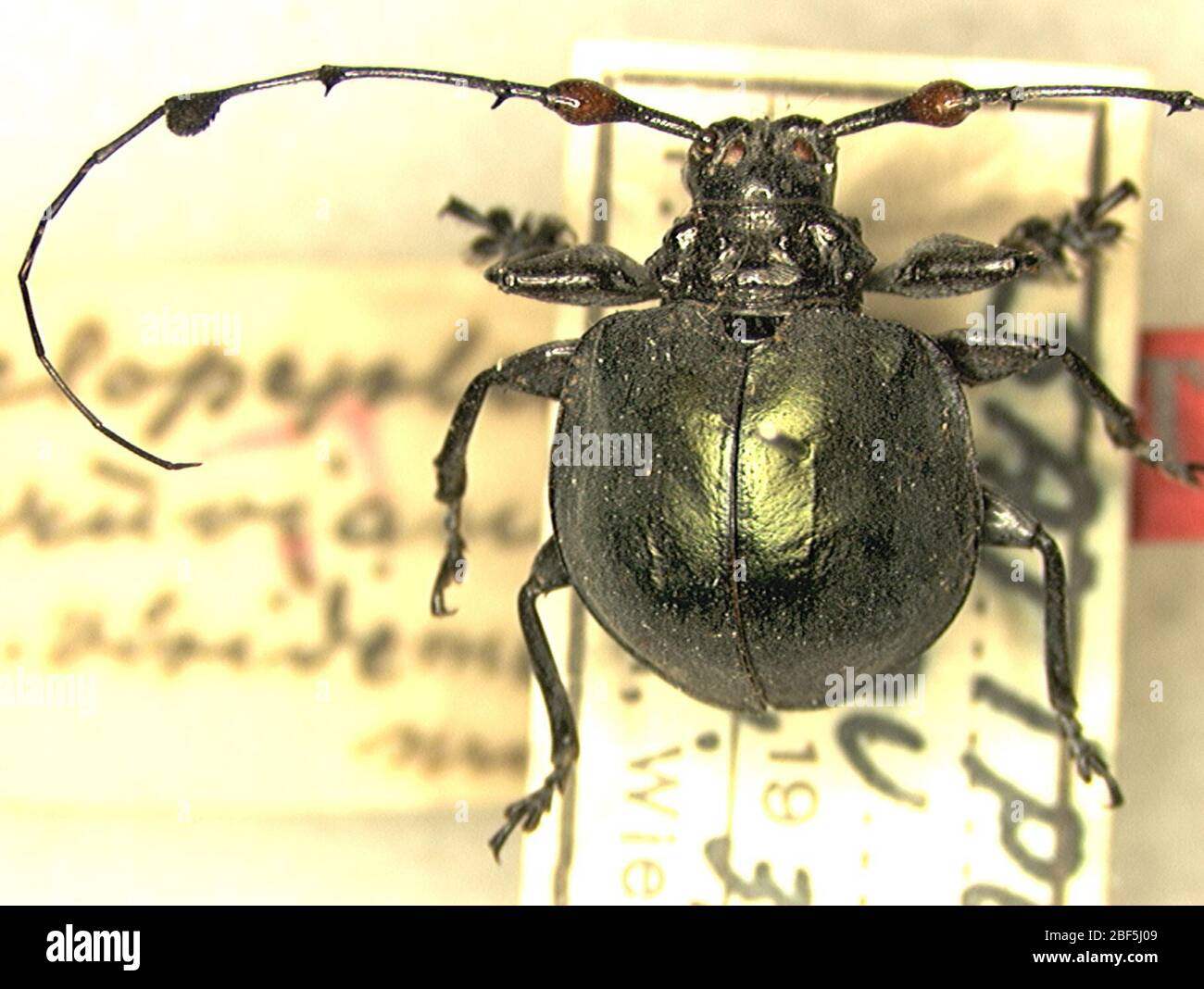 Cyclopeplus peruvianus viridimetallescens. 27 Sep 20131 Stock Photo - Alamy