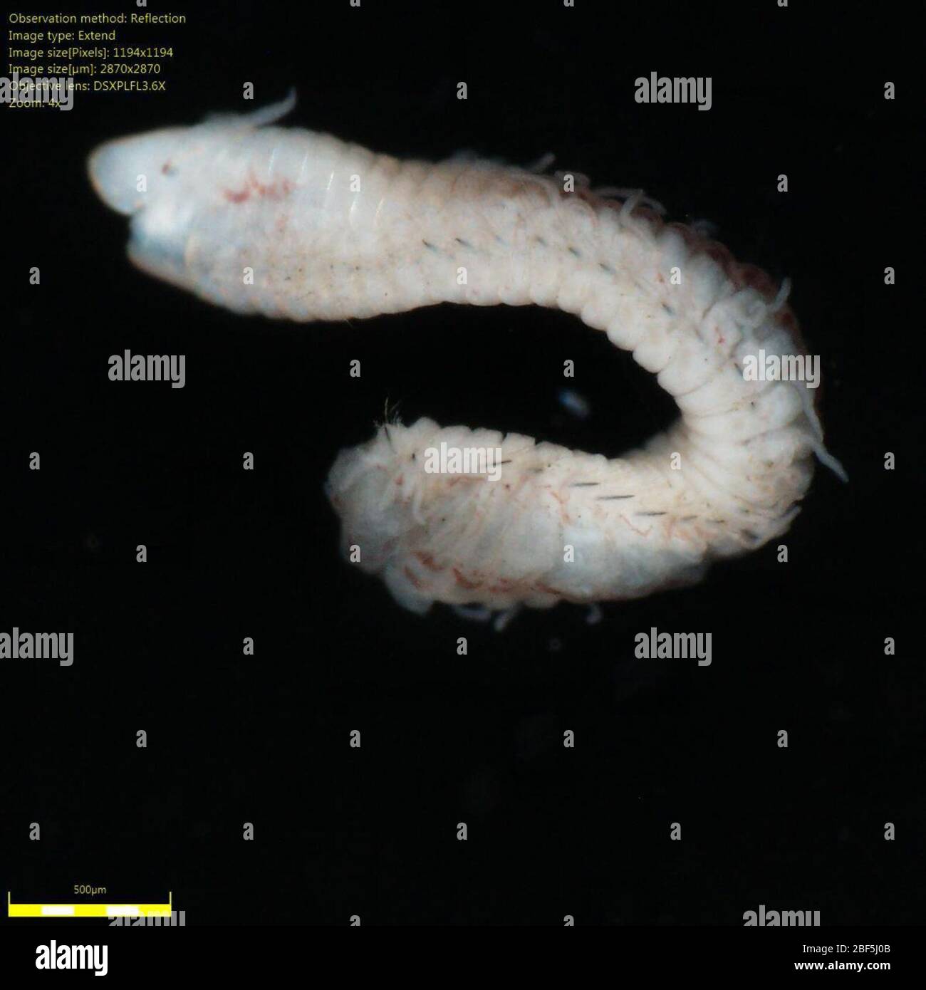 Marphysa sanguinea hi-res stock photography and images - Alamy