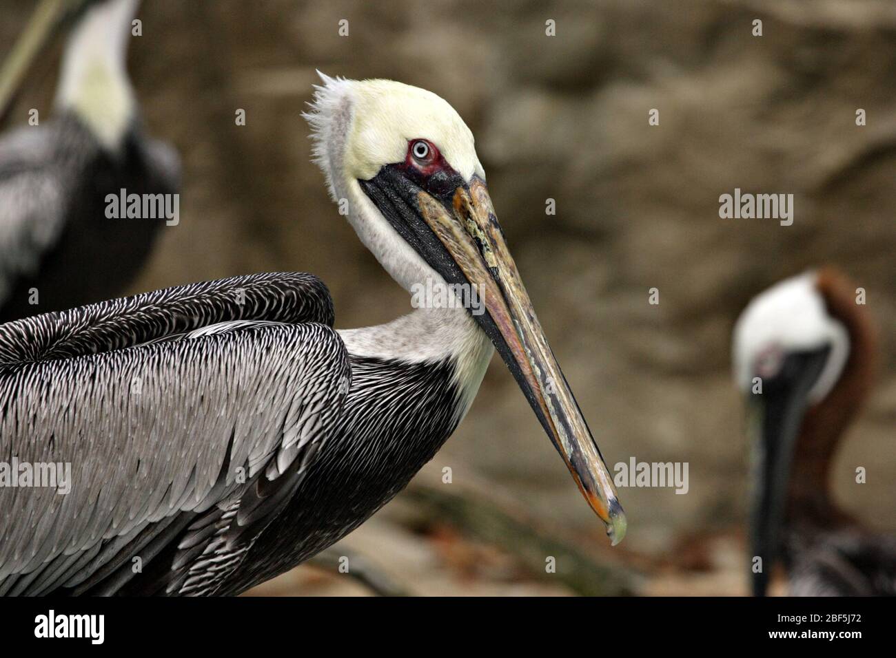 Kingdom Phylum Class Order Family Genus Species Birds