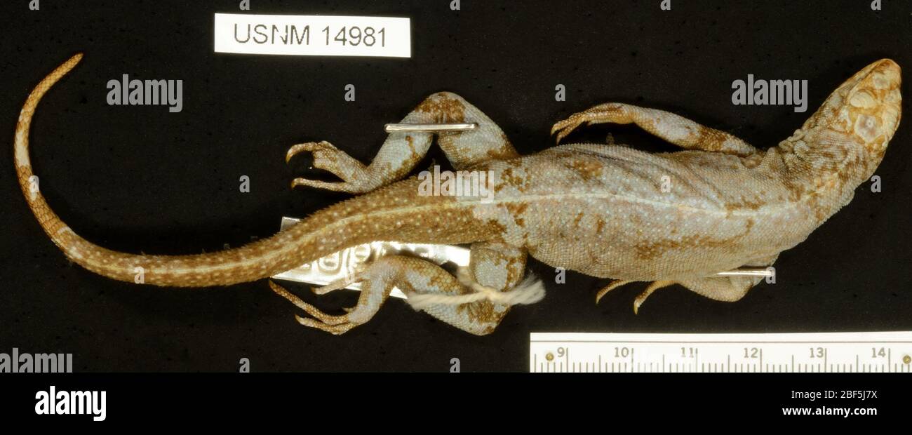 Microlophus pacificus. 2 Oct 20181 Stock Photo - Alamy
