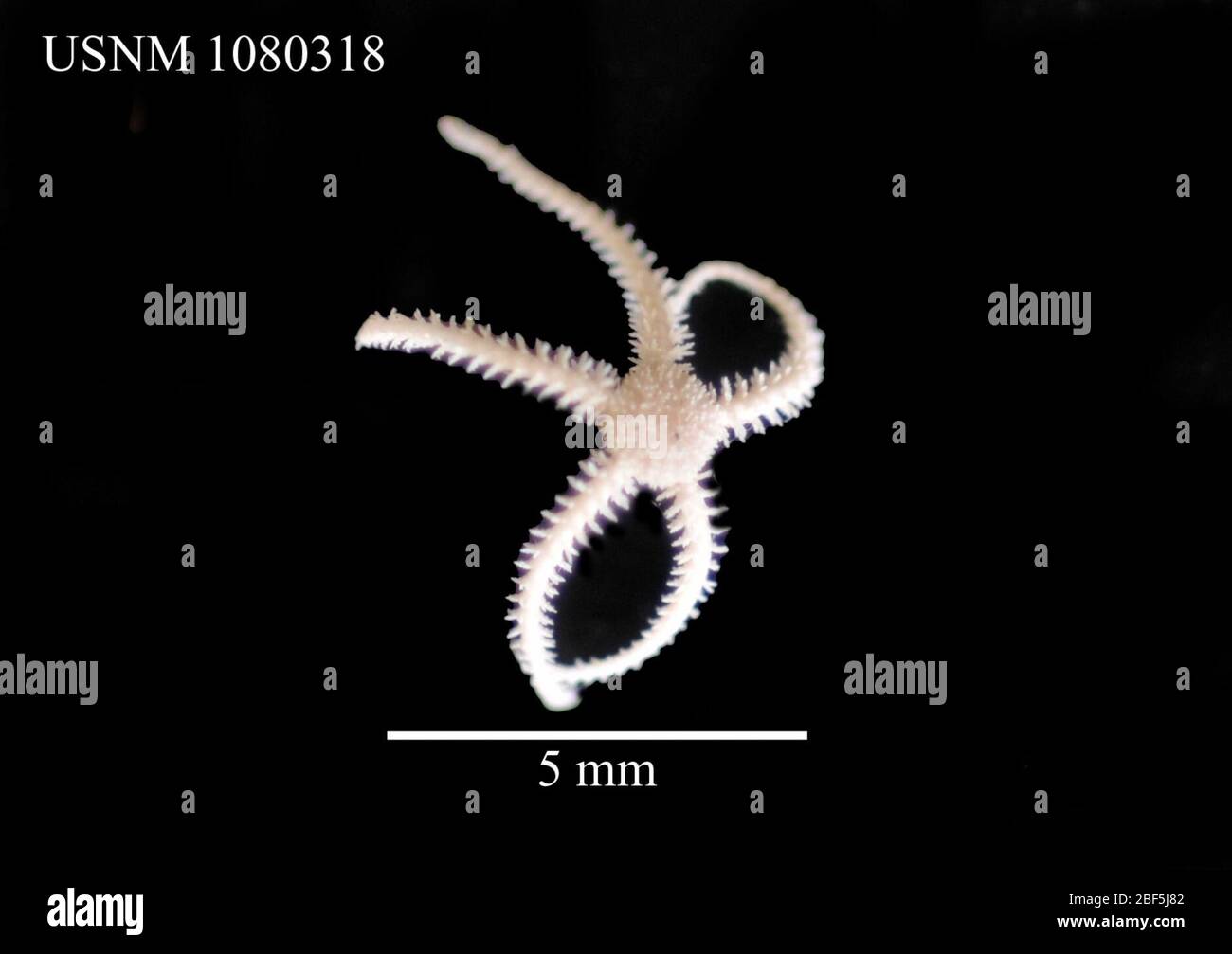 Ophiothrix sp hi-res stock photography and images - Alamy