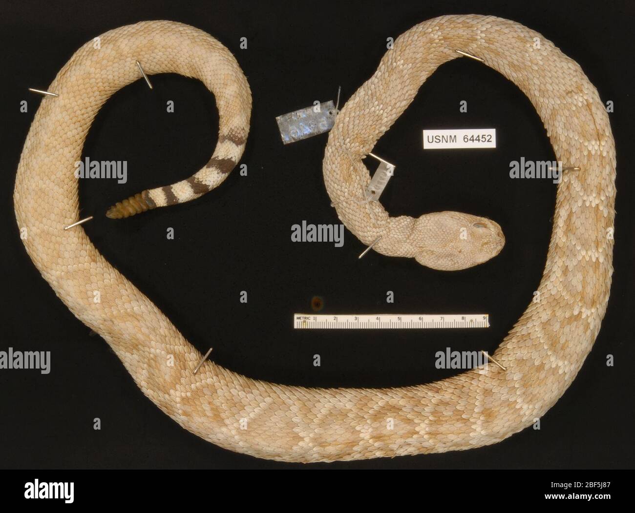 Crotalus ruber ruber hi-res stock photography and images - Alamy