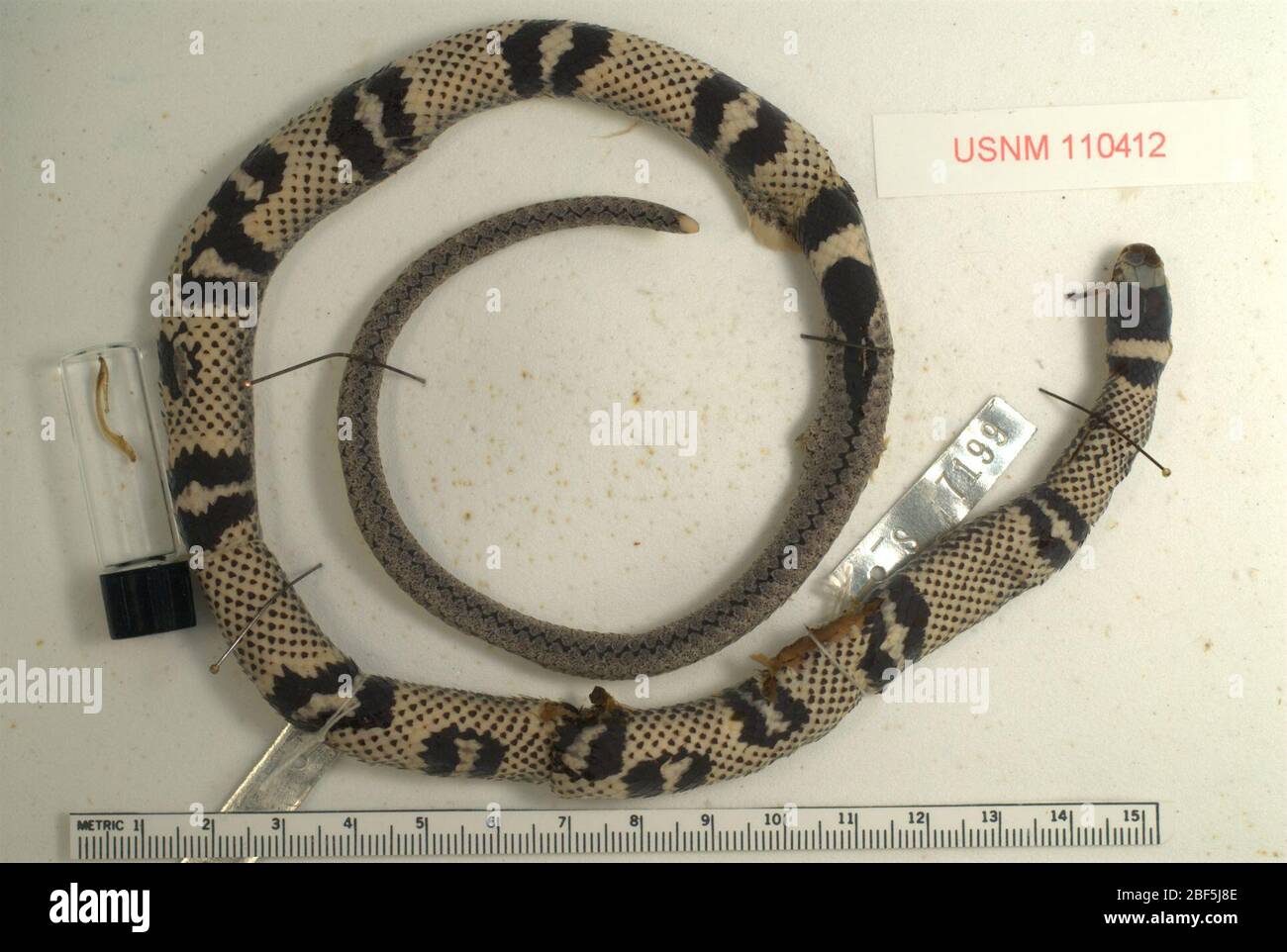 Scaphiodontophis nothus. 2 Oct 20181 Stock Photo - Alamy