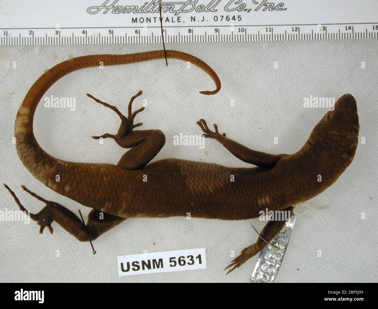 Emoia hi-res stock photography and images - Alamy