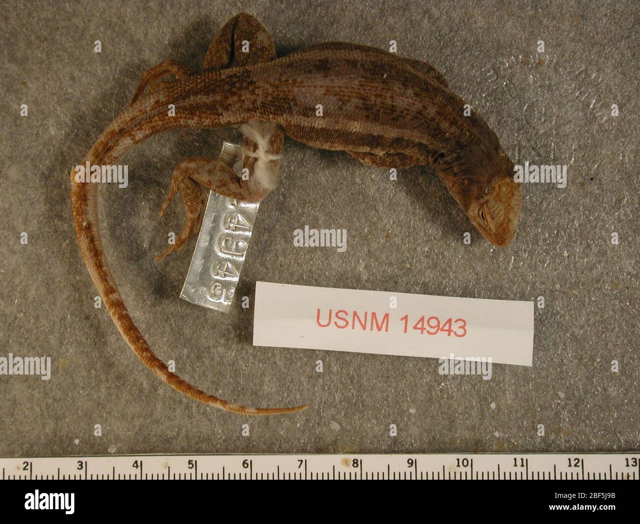 Microlophus duncanensis hi-res stock photography and images - Alamy