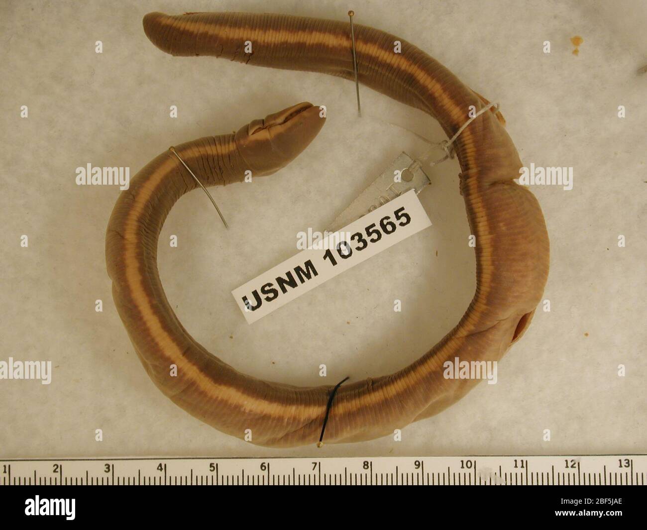 Ichthyophis High Resolution Stock Photography and Images - Alamy