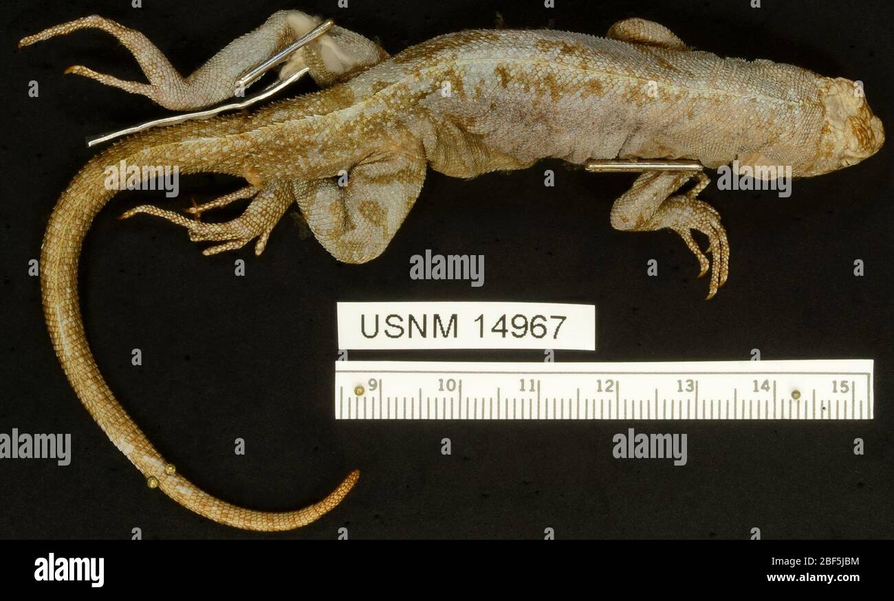 Microlophus pacificus. 2 Oct 20181 Stock Photo - Alamy