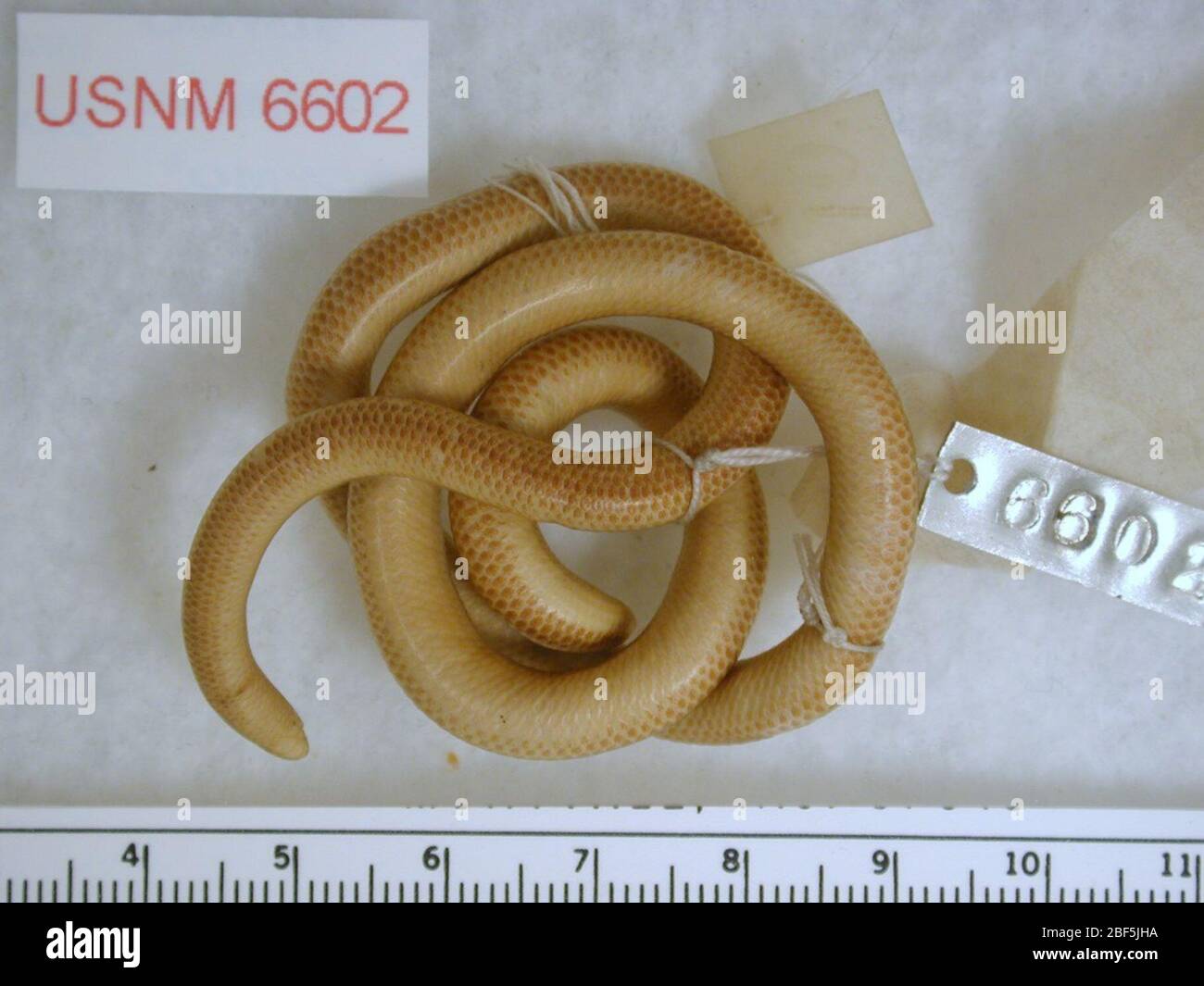 Typhlops tenuis. 4 Jun 20151 Stock Photo - Alamy