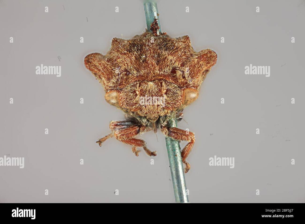 Sipylus hi-res stock photography and images - Alamy
