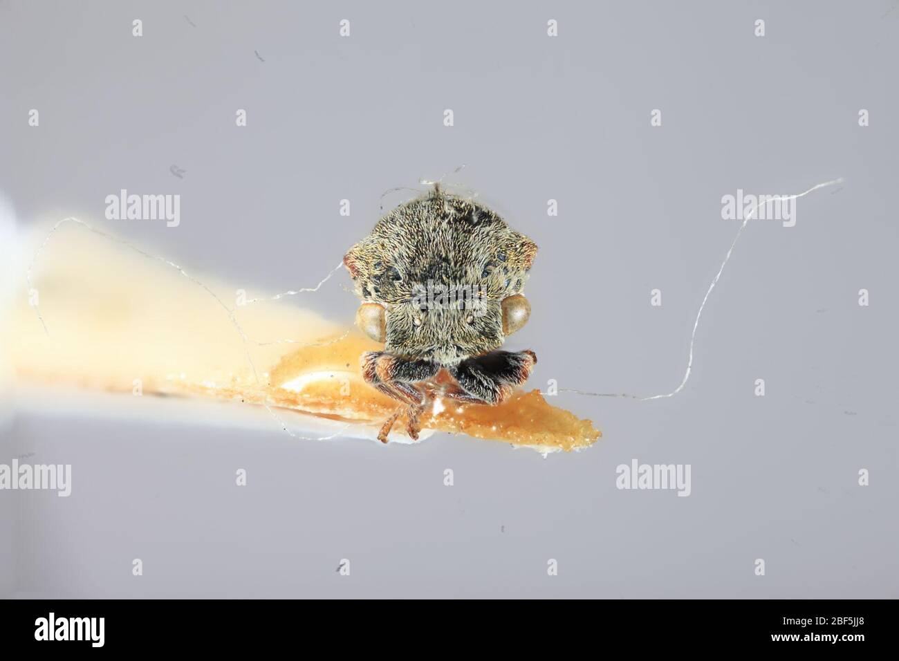 Gargara hi-res stock photography and images - Alamy