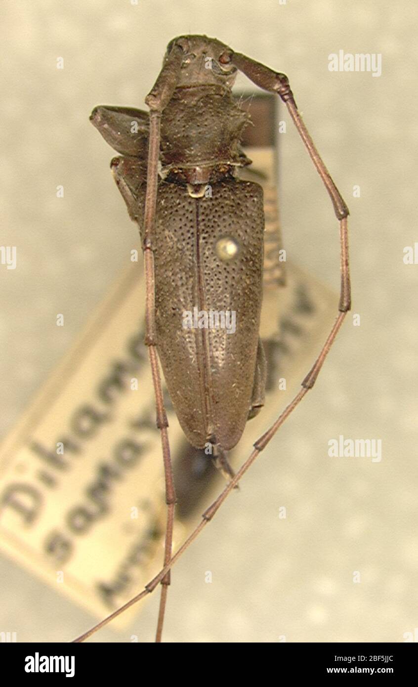 Samarensis hi-res stock photography and images - Alamy