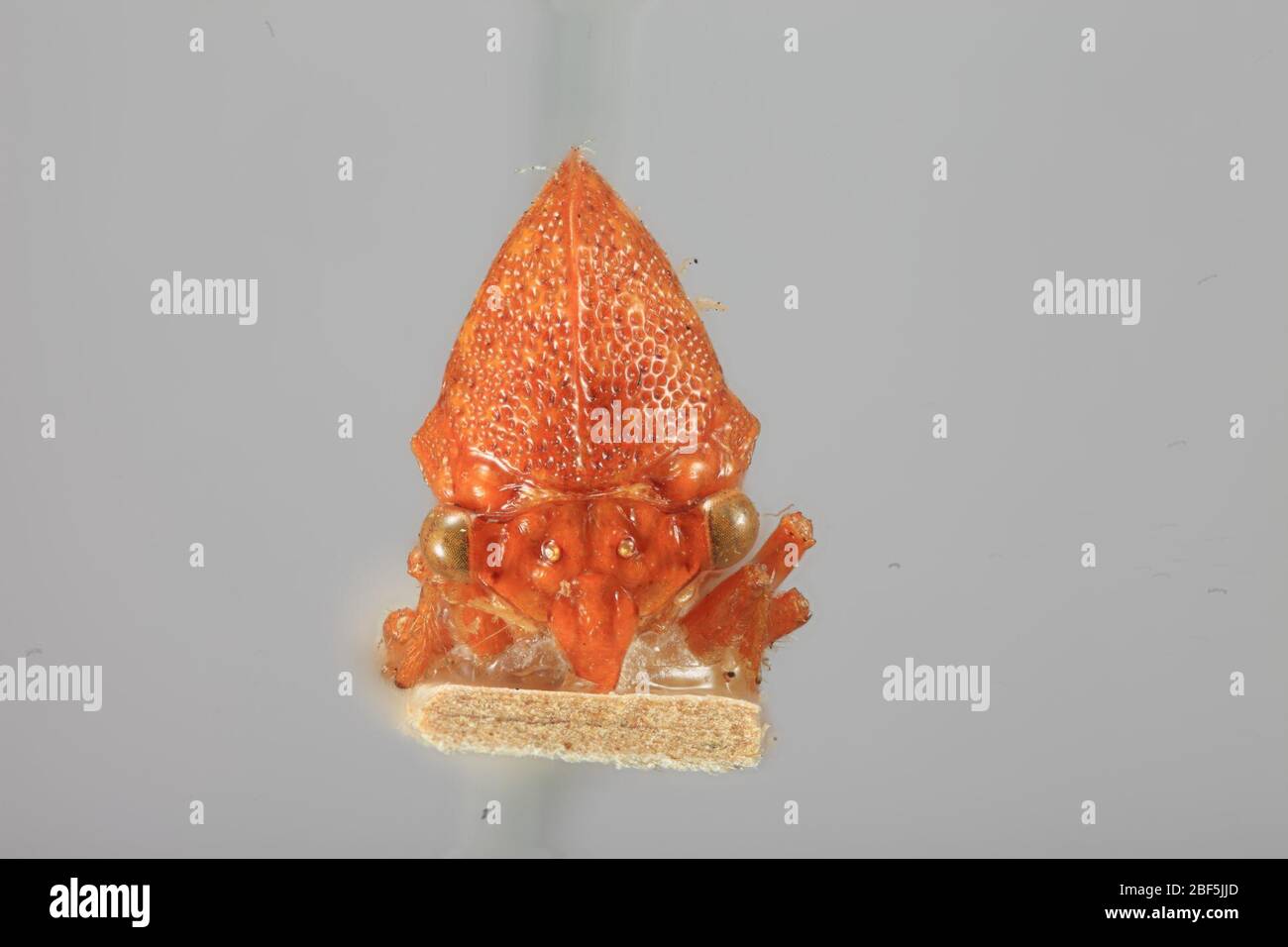 Stictocephala hi-res stock photography and images - Alamy