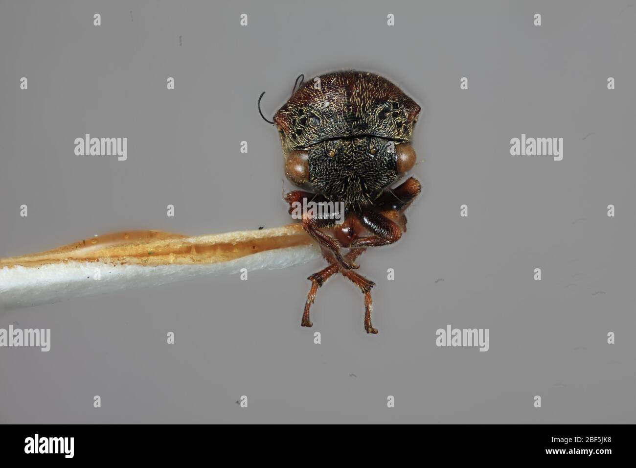 Gargara hi-res stock photography and images - Alamy