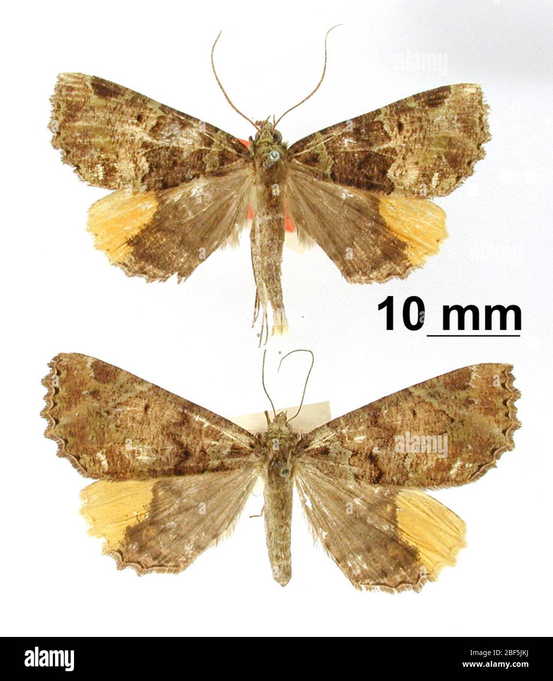 Lepidoptera species catalog hi-res stock photography and images - Alamy