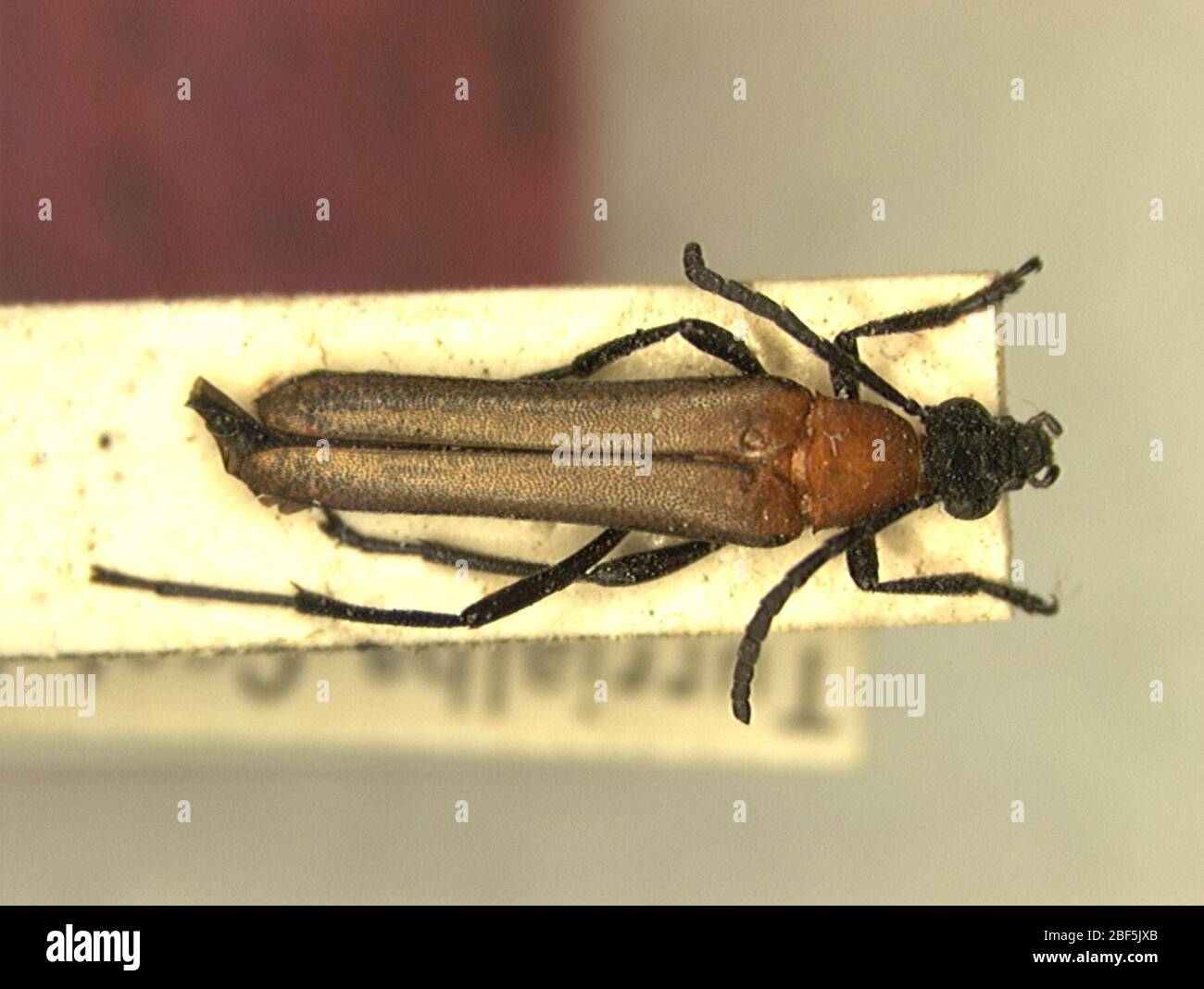 Opacus hi-res stock photography and images - Alamy