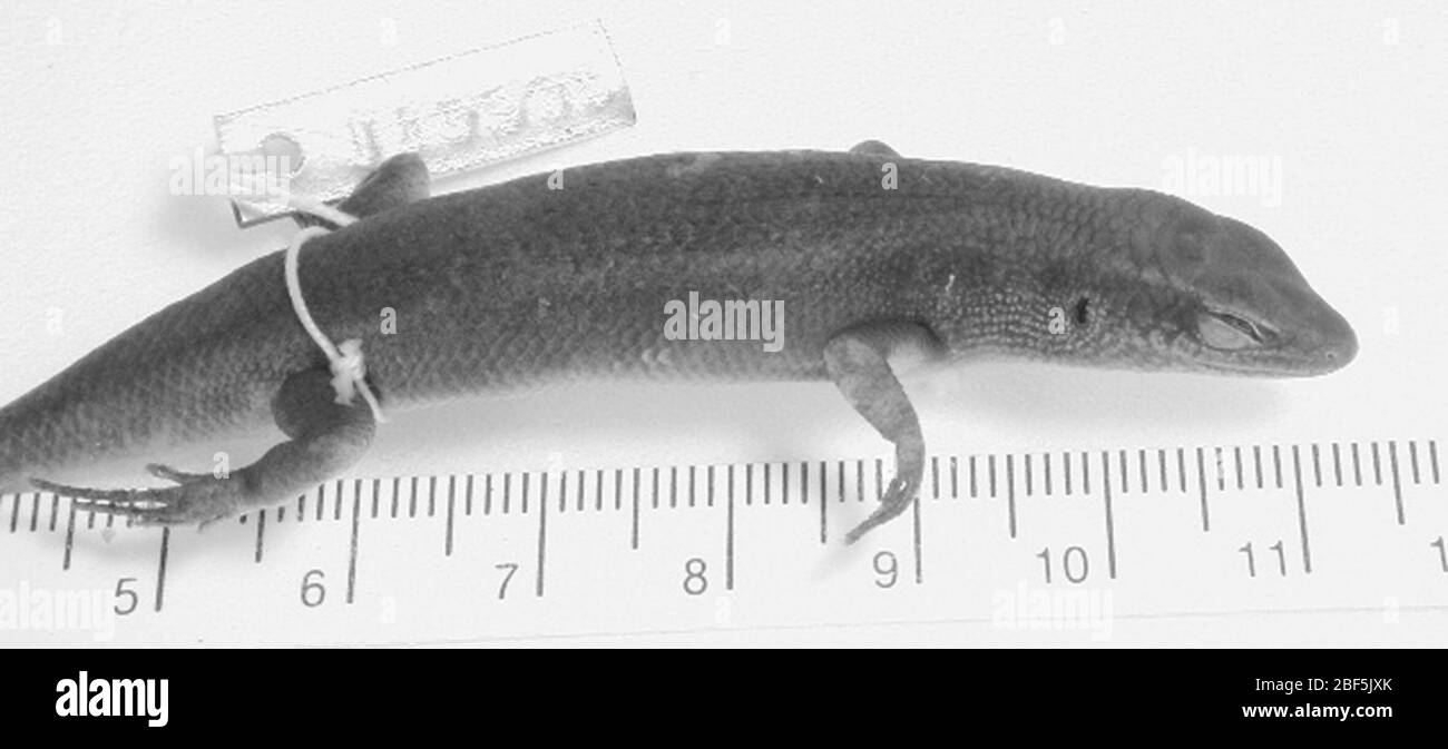 Skink identification hi-res stock photography and images - Alamy
