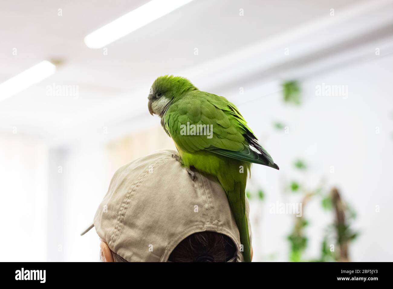 Big green parrot sits on hi-res stock photography and images - Alamy