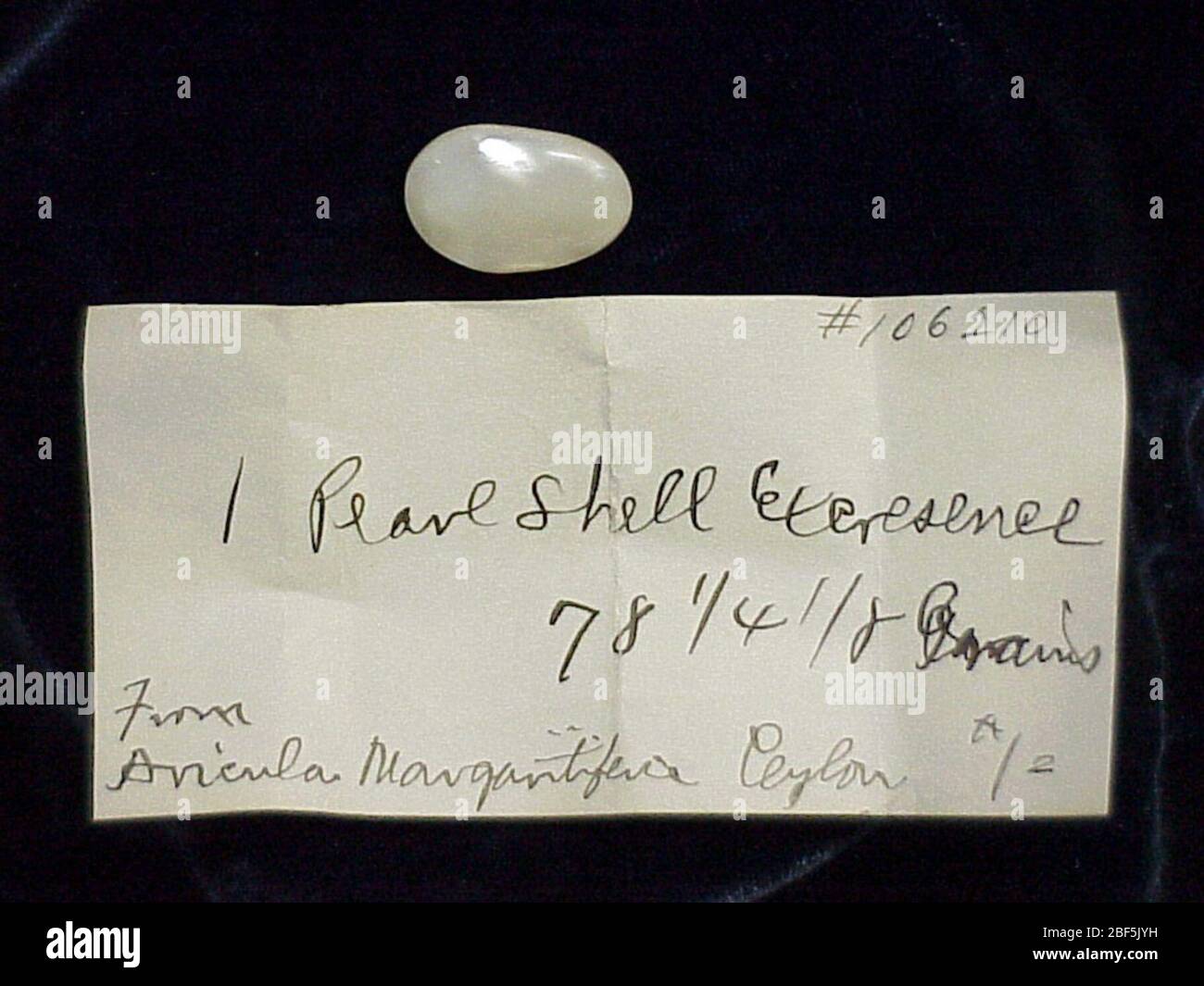 Isognomonidae hi-res stock photography and images - Alamy