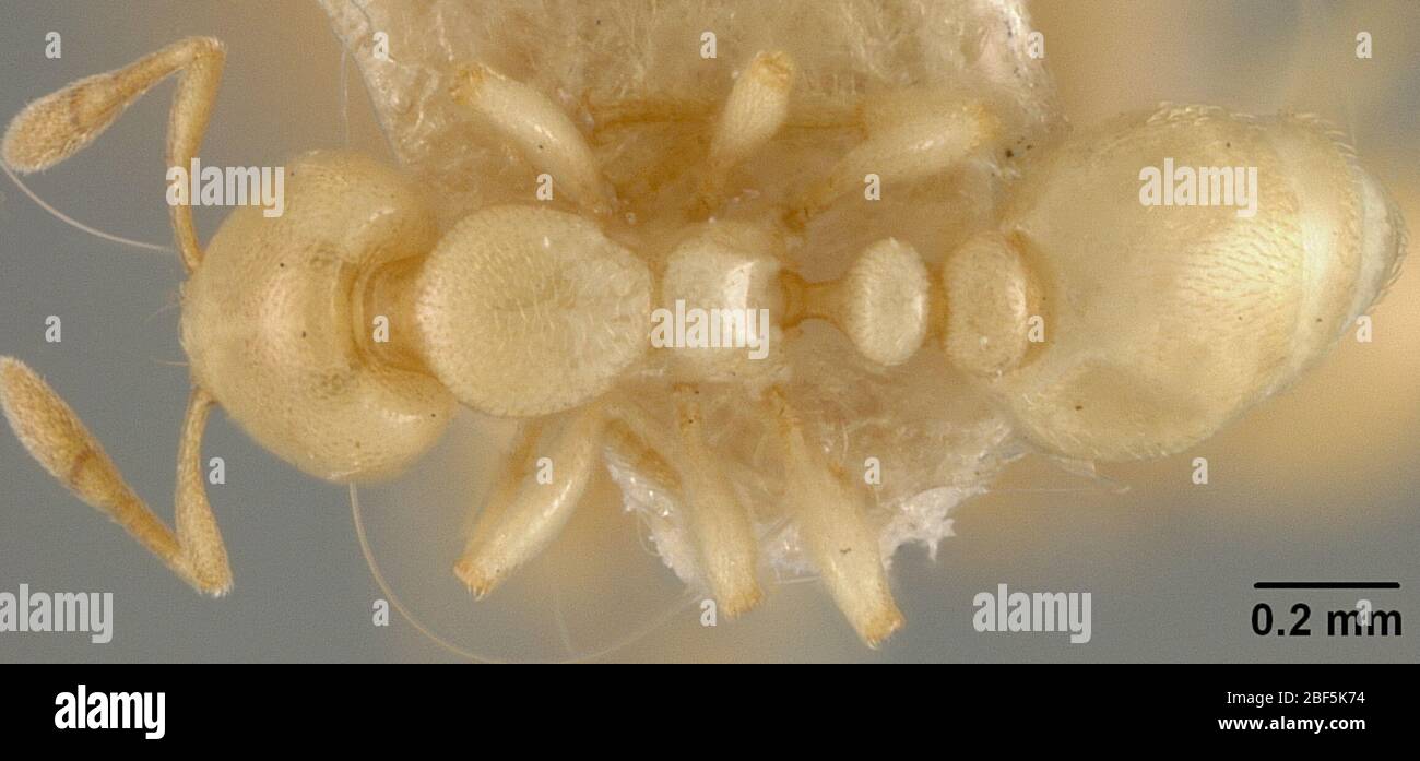 Carebara hi-res stock photography and images - Alamy