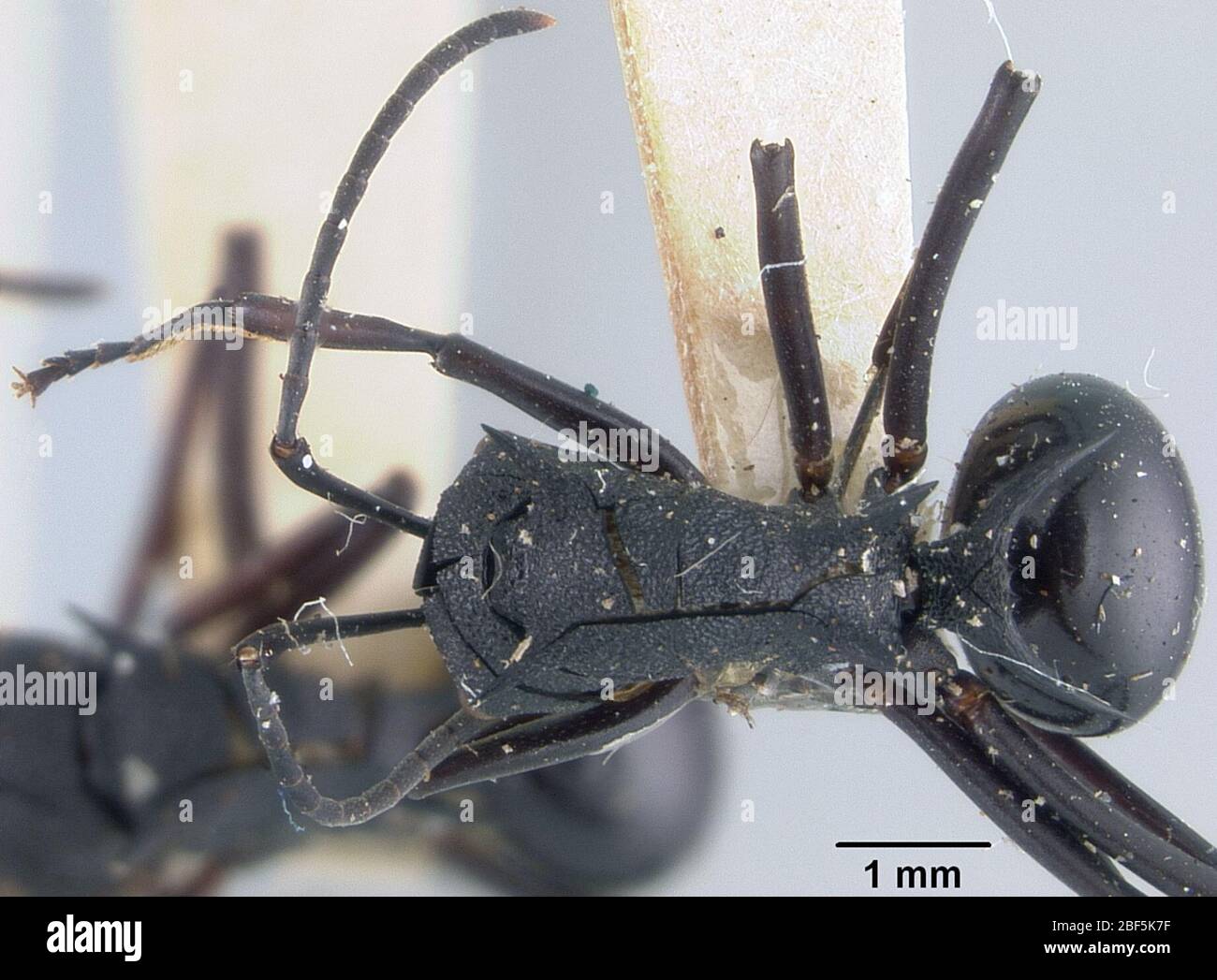 Polyrhachis hi-res stock photography and images - Alamy