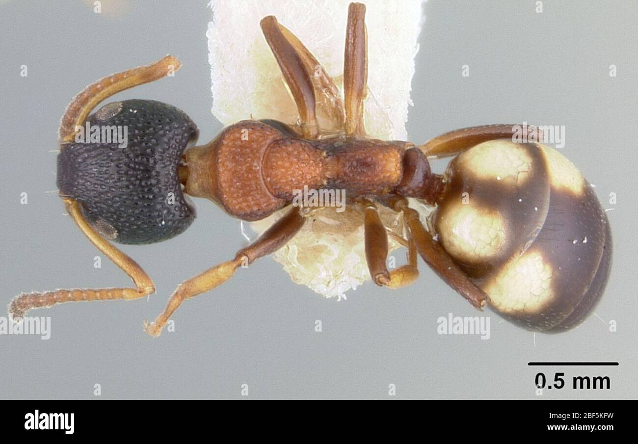 Dolichoderus Hypoclinea quadripunctatus yoshiokae. 28 Dec 20162 Stock ...