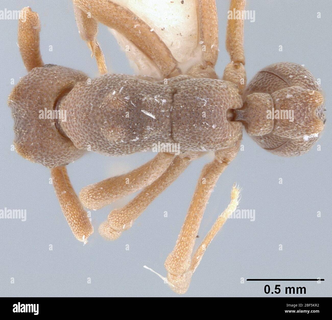 Cyphomyrmex hi-res stock photography and images - Alamy