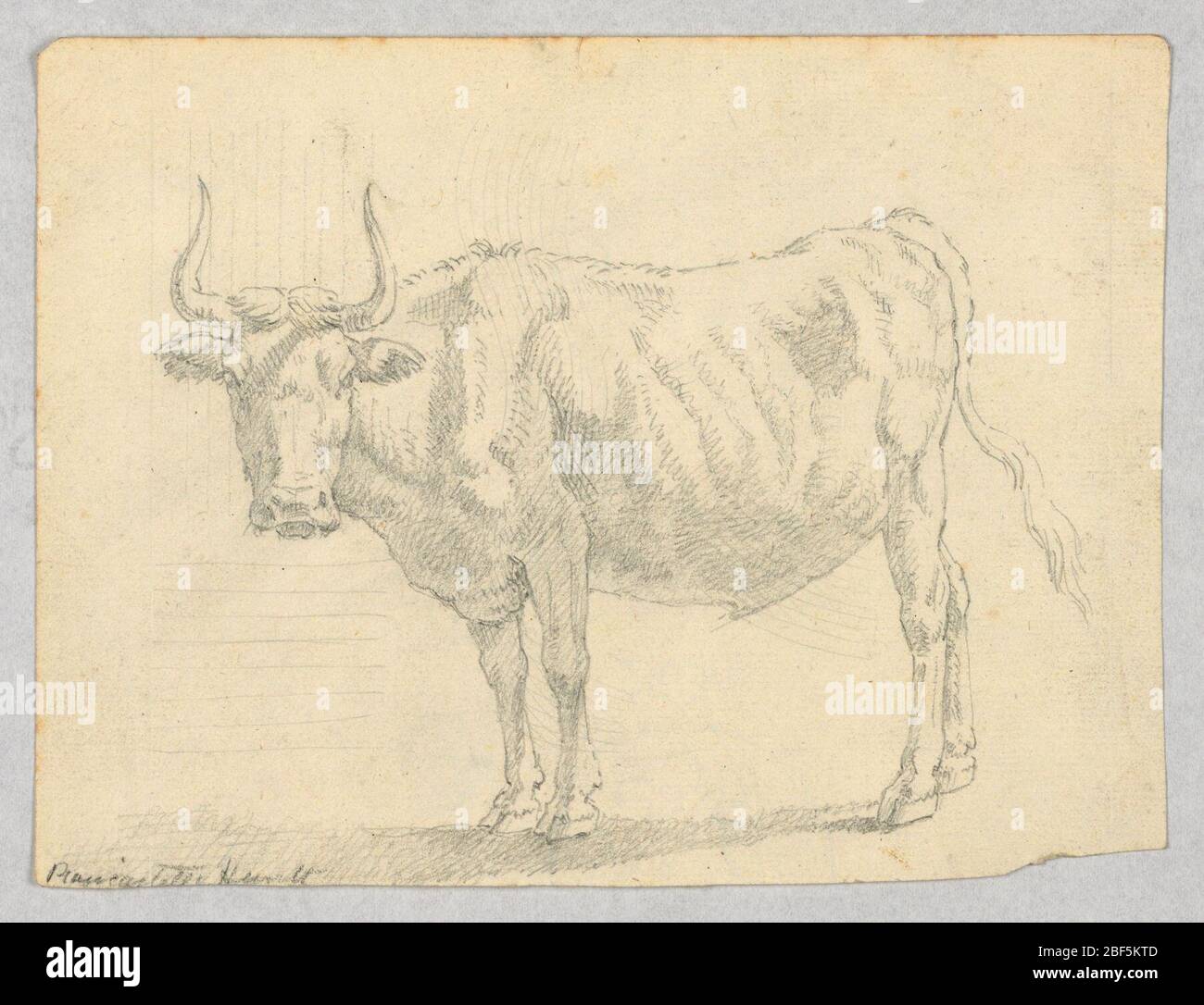 Study of a Cow. View of a cow facing left Stock Photo - Alamy