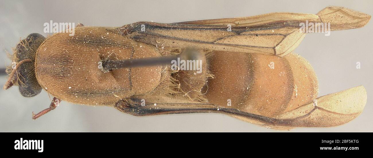 Dorylus hi-res stock photography and images - Alamy