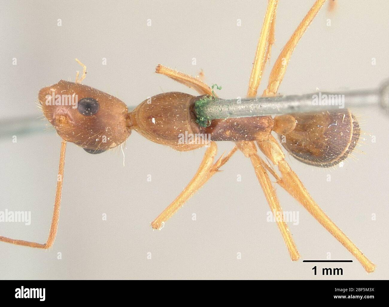Camponotus maculatus tortuganus. 28 Dec 20161 Stock Photo - Alamy