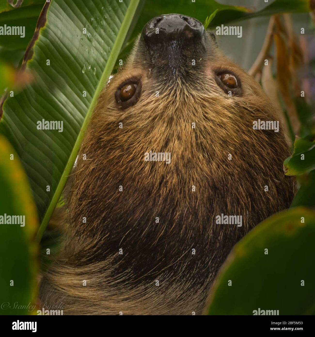 S two toed sloth hi-res stock photography and images - Alamy
