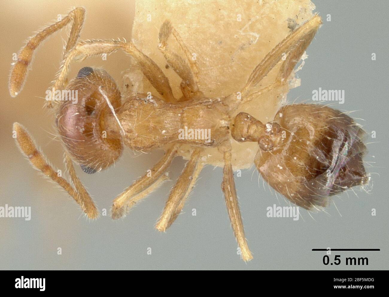 Crematogaster hi-res stock photography and images - Alamy