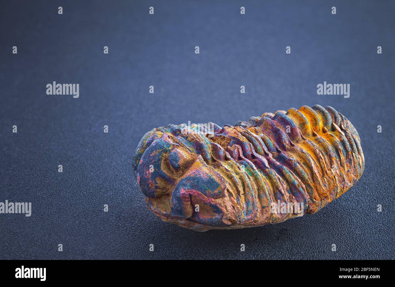 Trilobite fossil detailed look, close up picture prehistoric animal ...