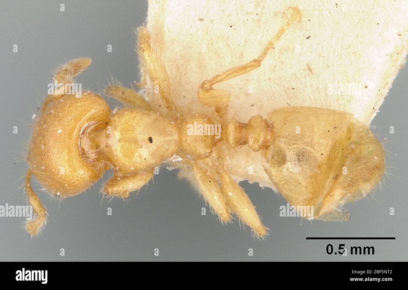 Liomyrmex Machoyrma dispar. 28 Dec 20161 Stock Photo - Alamy